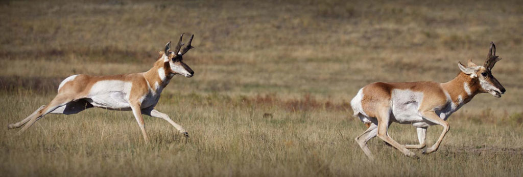 cover-photos-antelope - South Dakota Grassland Coalition