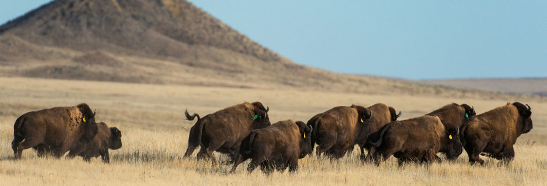 cover-photos-bison - South Dakota Grassland Coalition
