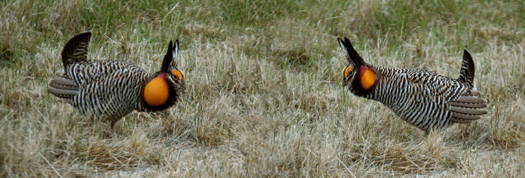 cover-photos-prairie-chickens - South Dakota Grassland Coalition