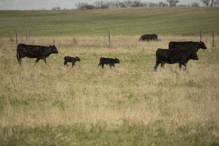 Blog - South Dakota Grassland Coalition